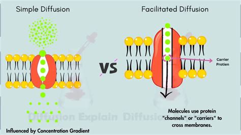 Difference Between Simple Diffusion And Facilitated Diffusion