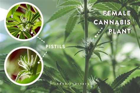 Weed Plant Stages