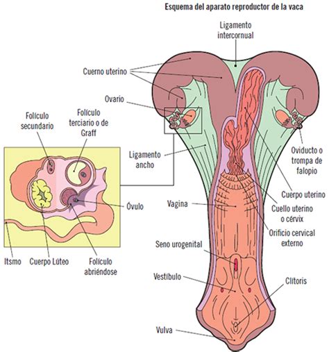 Anatomia Reproductiva De La Hembra Bovina Anatom A Aparato Reproductor