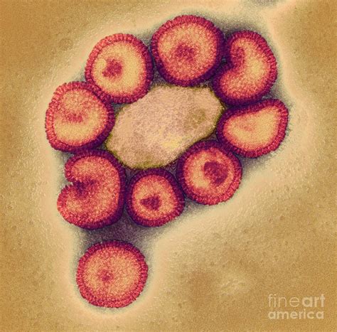 Swine Flu Virus Particles Tem Photograph By Ami Images Fine Art America