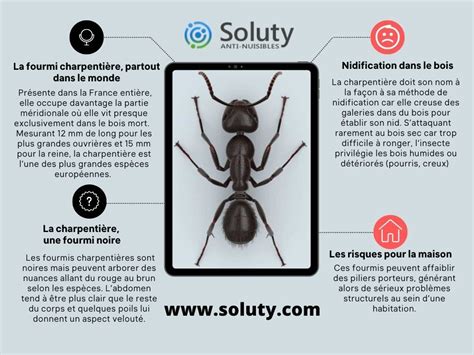 Comment se débarrasser des fourmis charpentières SOLUTY