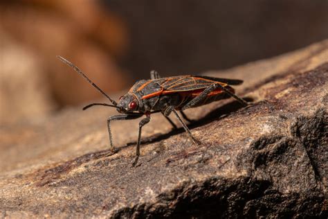 How To Get Rid Of Boxelder Bugs 2024 Guide