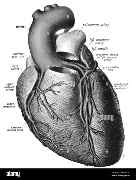 English An Anatomic Illustration From The Edition Of Sobotta S