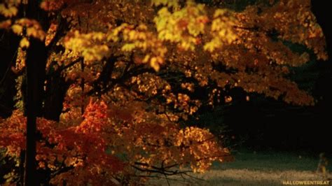 Fall Leaf GIFs The Best Collections Are On GIFSEC