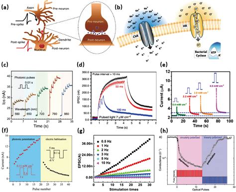 optoelectronic memristor for neuromorphic computing