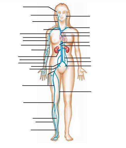 Venous System Diagram Quizlet