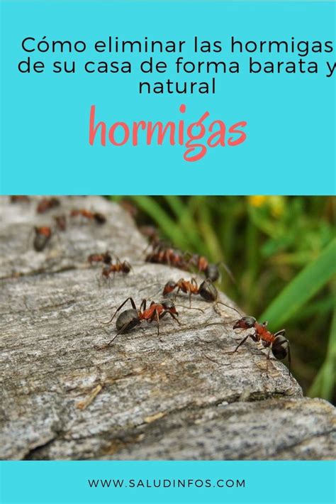 Como Eliminar Las Hormigas Dentro De La Casa
