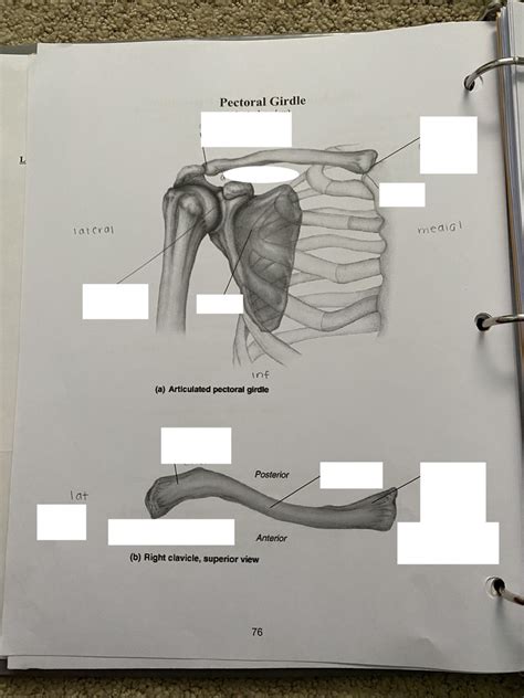 Bones Pectoral Girdle Clavicle Diagram Quizlet