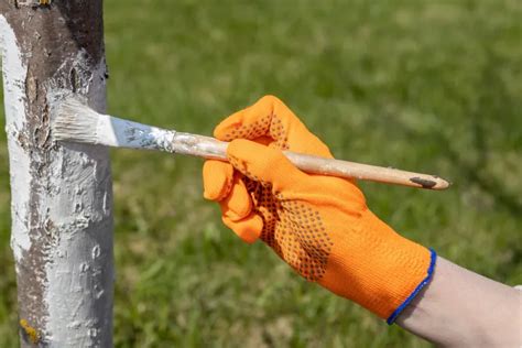 Quels Arbres Chauler Tout Le Pourquoi Du Comment