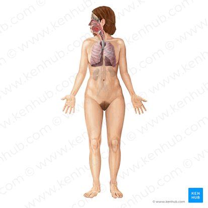 Physiologie Aper U Des Syst Mes Organiques Kenhub