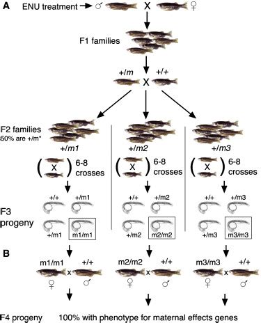 Forward And Reverse Genetic Approaches For The Analysis Of Vertebrate