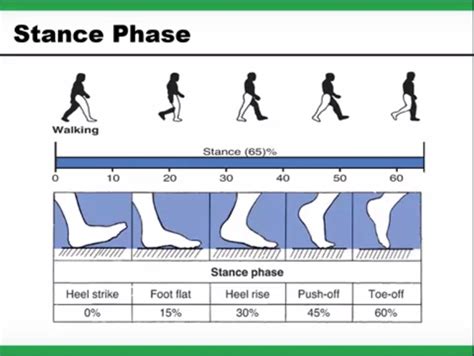 Biomechanics Of Gait And Pathological Gait OrthopaedicPrinciples