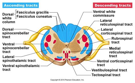 Spinal Cord Cross Section Diagram Labeled