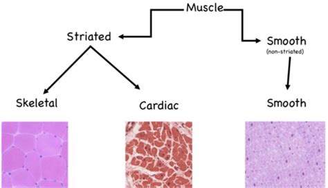 Histology Of Skeletal Muscle Flashcards Quizlet