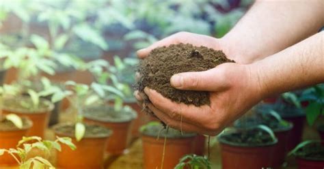 Descubre Los Mejores Tipos De Tierra Para Tus Plantas
