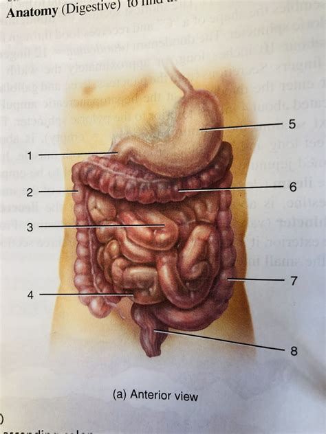 Large Intestine Parts And Functions Quizlet Bruin Blog