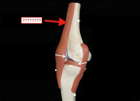 Lab Exam Knee Tendon And Ligaments Flashcards Quizlet