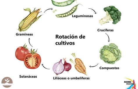 Descubre las técnicas de cultivo de los muiscas para obtener alimentos