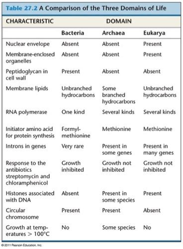 Biology Lecture 12 Bacteria Archaea Flashcards Quizlet