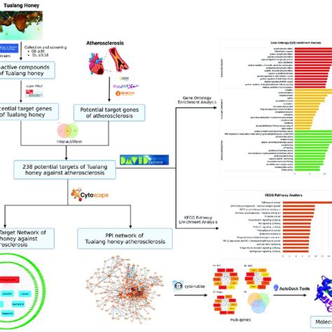 Network Pharmacology And Molecular Docking Workflow Of Bioactive
