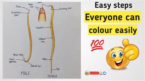 How To Color Ascaris Diagram How To Draw Ascaris How To Draw