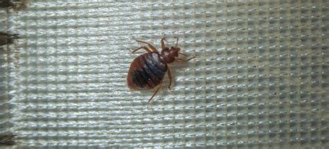 How To Prepare For Bed Bug Heat Treatment Fantastic Pest Control