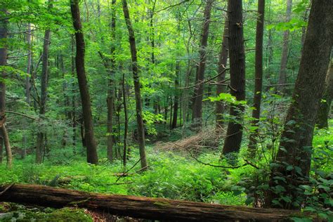 Imagen gratis madera paisaje naturaleza musgo hoja árbol medio