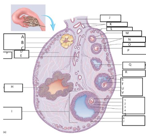 Histology Of Ovary Diagram Quizlet