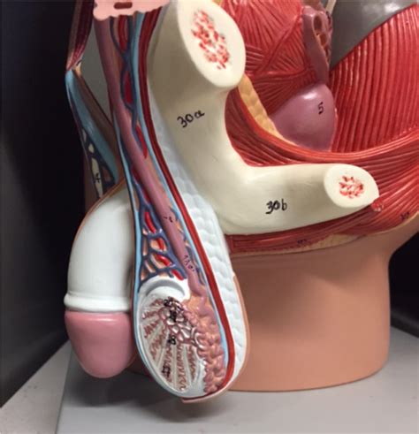 Male Reproductive System Diagram Quizlet