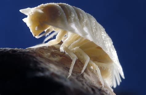 Cientistas Exibem Insetos Que Vivem Em Caverna H Milh Es De Anos