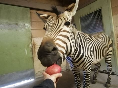 福山市立動物園 公式 on Twitter 今日もファンの方からの愛をガブリ 福山市立動物園 ハートマンヤマシマウマ シマウマ
