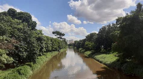 Especialista fala sobre benefícios das árvores em ambientes urbanos e o