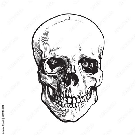 Human Skull Front View Black And White