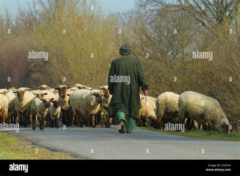 Bergers Avec Son Troupeau De Moutons Sur Une Route De Campagne Banque