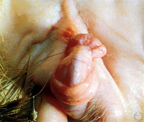 Drost Project The Visual Guide To Caprine Reproduction Congenital
