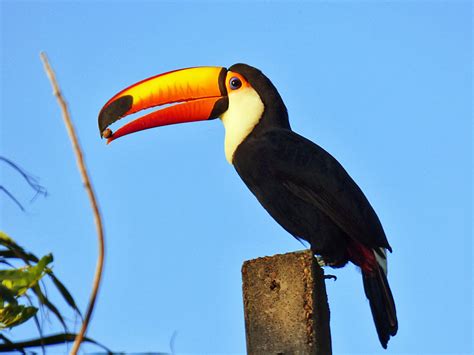 Tudo Roch Os pássaros mais bonitos do Brasil