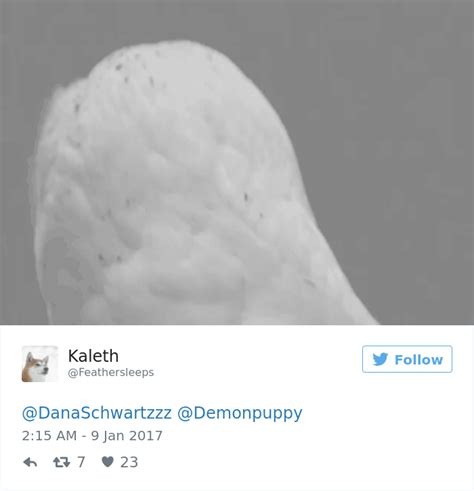 People Cant Get Over This Photo Of A Naked Owl Which Shows How They