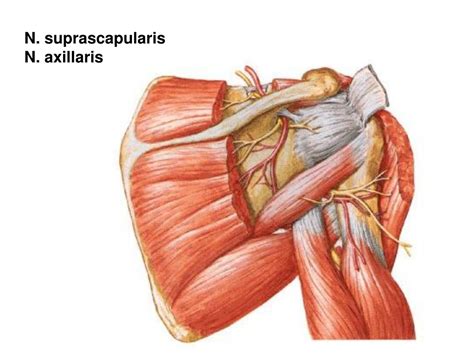 PPT REGIONAL ANATOMY OF THE UPPER LIMB PowerPoint Presentation Free