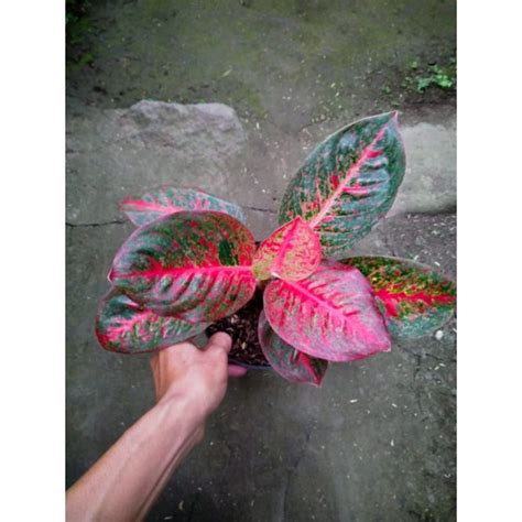 Jual Aglonema Red Stardust Tanian Lokal Shopee Indonesia