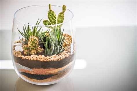 Conhecidos popularmente como terrários os mini jardins abertos são