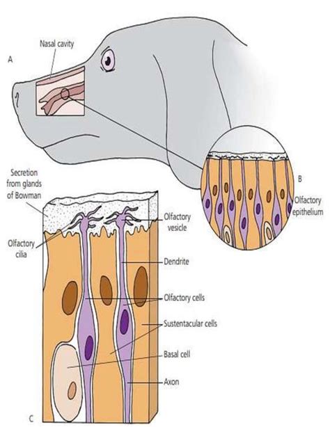 Epitelios De La Cavidad Nasal Fraii UDocz