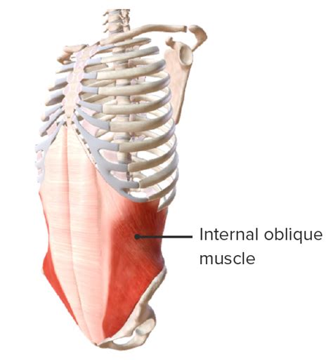 Parede Abdominal Anterior Anatomia Concise Medical Knowledge