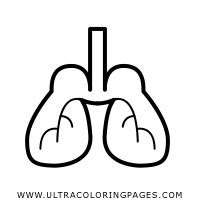 Pulmões Desenho Para Colorir Ultra Coloring Pages