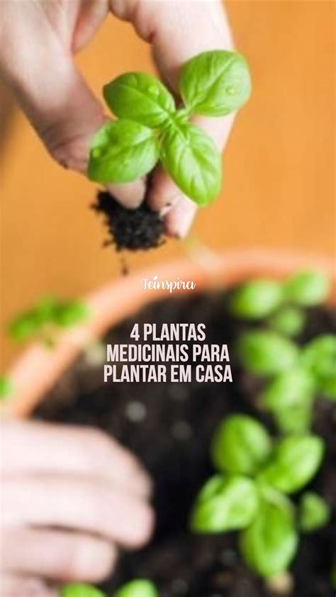 Plantas Medicinais Para Cultivar Em Casa Plantas Medicinais