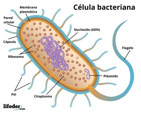 Célula bacteriana qué es características estructura partes