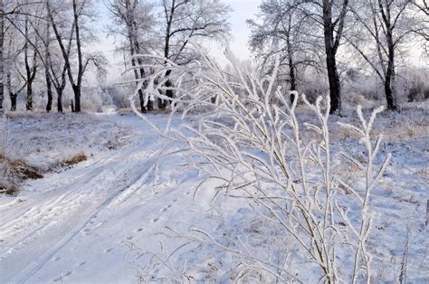 Kostenlose Foto Landschaft Baum Natur Wald Ast Schnee Winter