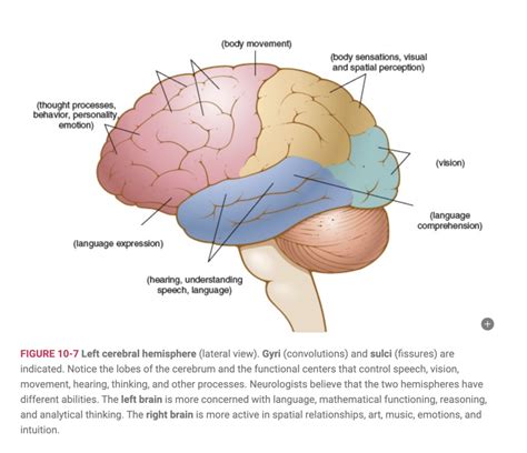 Left Cerebral Hemisphere Diagram Quizlet