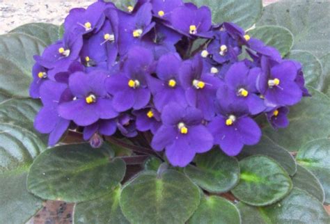 Violeta Africana Saintpaulia Ionantha Caracteristicas Y Cuidados