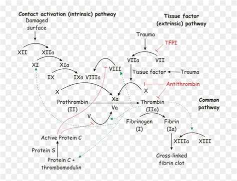 Blood Coagulation Coagulation Cascade Heparin Warfarin Clipart