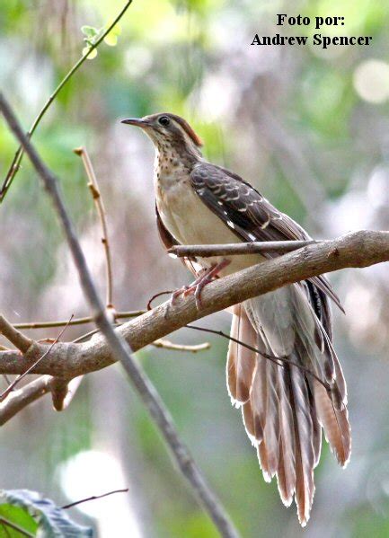 El Salvador Birds Julio Acosta on Twitter CUCLILLO FAISÁN